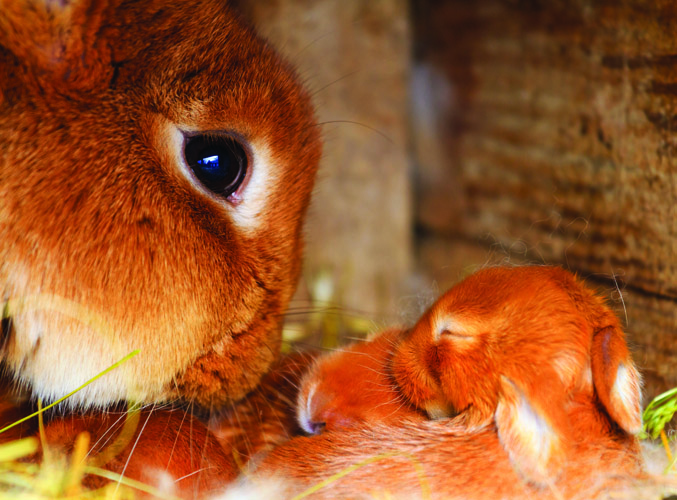 Selective Breeding Examples: Reasons for Culling Critters - Grit